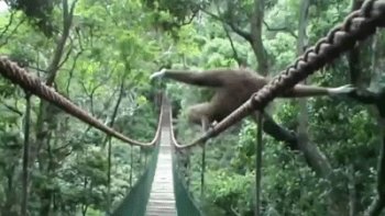 [40+] Monkey Gifs