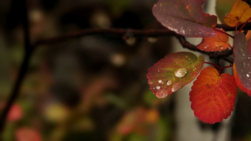 Autumn Rain Gif