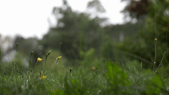 Rain Gif - Gif Abyss