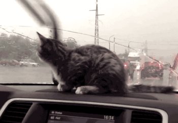 Download Funny Humor Kitten Rain Animal Cat Gif