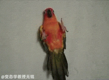 Parrot Gif - Gif Abyss