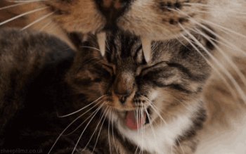 Close-up Gifs: Free Download [60+]