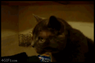 Cat eating snot is the grossest GIF ever - Gif Abyss