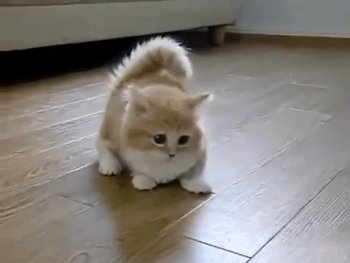 Kitten Gifs: Free Download [110+]