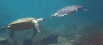 Sea Turtle Gifs
