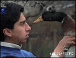 Duck Gifs