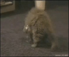 Fur Gifs