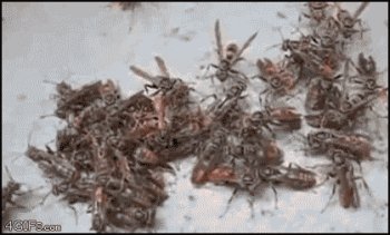 Download Animal Insect Gif