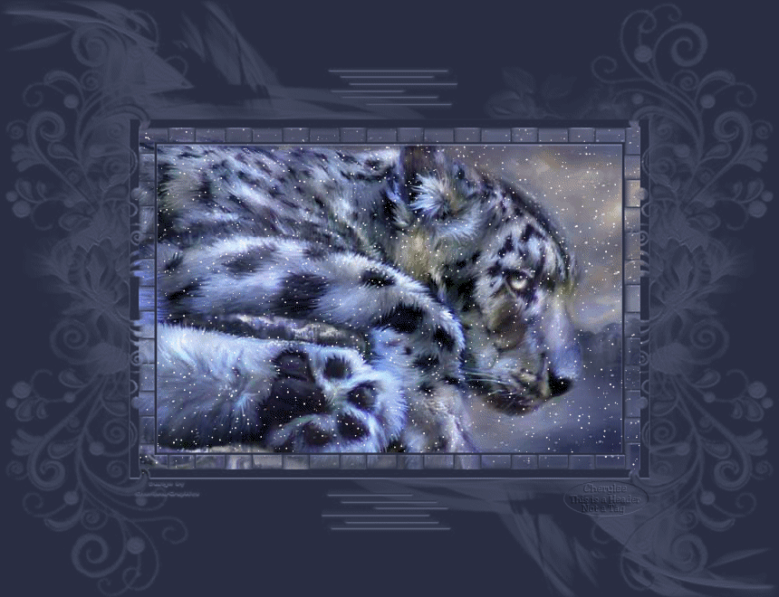Snow Leopard Gif - Gif Abyss