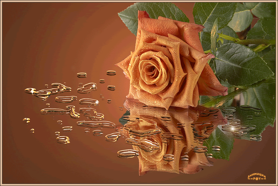 Bronze rose with reflection - Gif Abyss