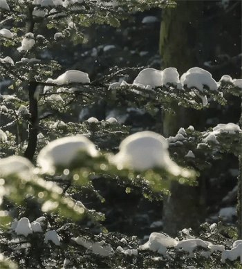 Forest Gifs: Free Download [100+]