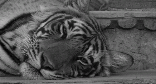 animated Tiger sleeping - Gif Abyss