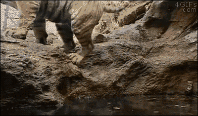 animated Tiger tajubg a bath - Gif Abyss