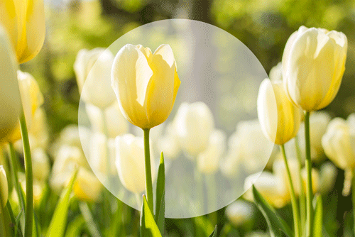 Spring Gif - Gif Abyss