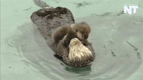 Download Animal Otter Gif
