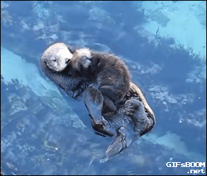 Download Animal Otter Gif