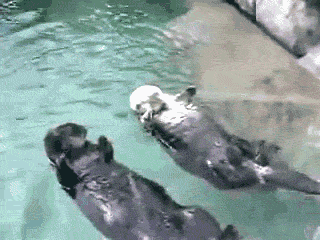 Otter Gif - Gif Abyss