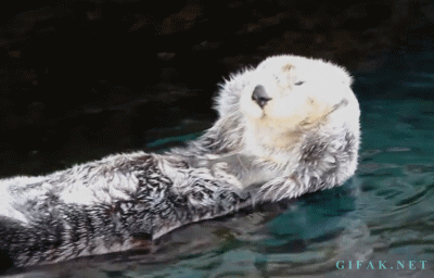 Download Animal Otter Gif