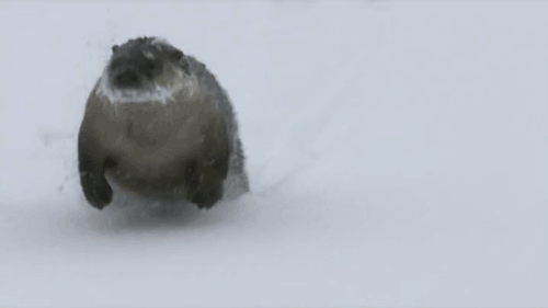 Otter Gif - Gif Abyss