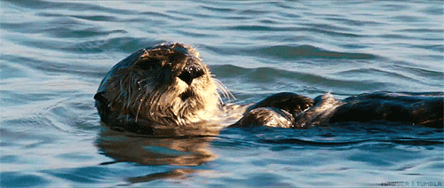 Download Animal Otter Gif