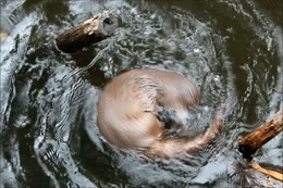 Download Animal Otter Gif - Gif Abyss