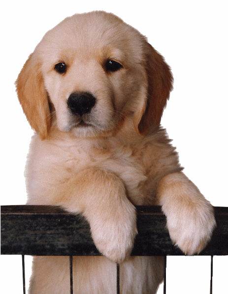 Cute Puppies Gif