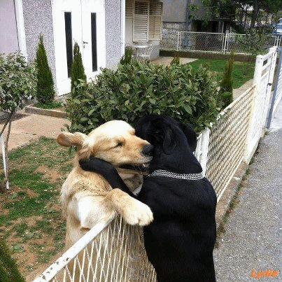 loving friends - Gif Abyss