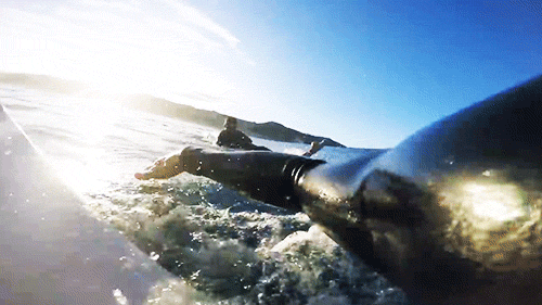 Download Wave Ocean Surfing Sports Ocean Waves Gif