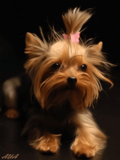 Download Animal Dog Gif
