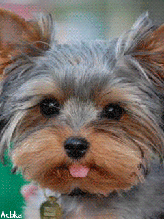 Download Animal Dog Gif - Gif Abyss