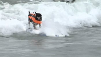 Download Wave Ocean Surfing Funny Dog Gif