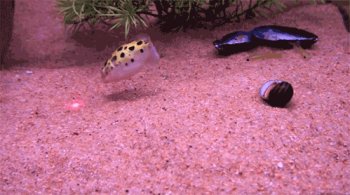 [350+] Fish Gifs