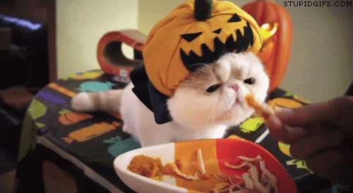 Download Holiday Halloween Gif