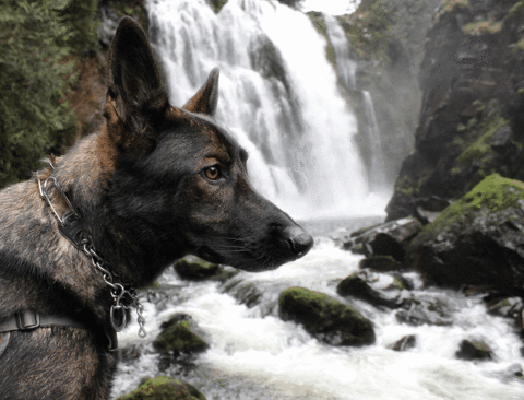 Download Animal Dog Gif