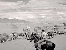 Rawhide Gif - Gif Abyss