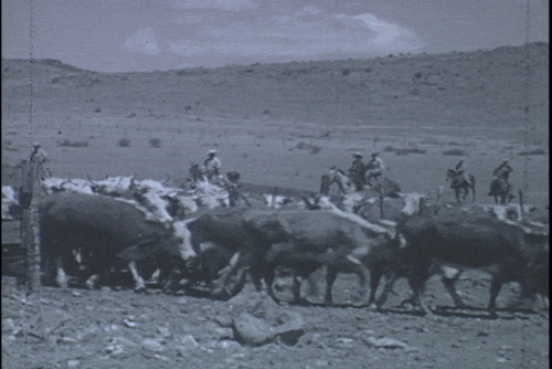 Rawhide Gif - Gif Abyss