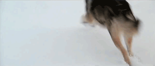 The Thing (1982) Gif - Gif Abyss