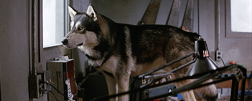 Download Movie The Thing (1982) Gif