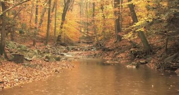Download Nature Fall Gif - Gif Abyss