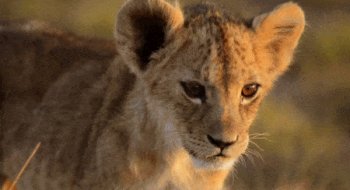 Lion Cub Gifs