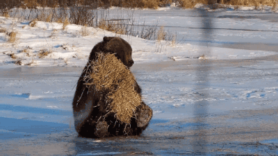 Download Animal Bear Wildlife Winter Snow Winter Animals Gif