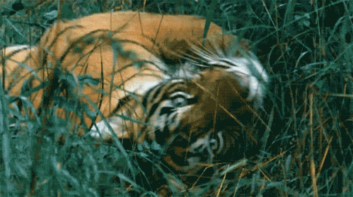 Download Animal Tiger Wildlife Grass Nature Gif