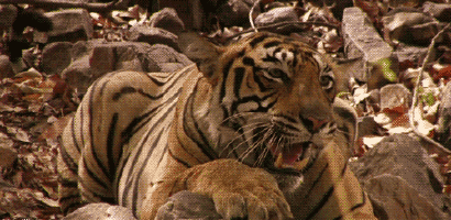 Download Animal Tiger Wildlife Nature Big Cat Gif - Gif Abyss
