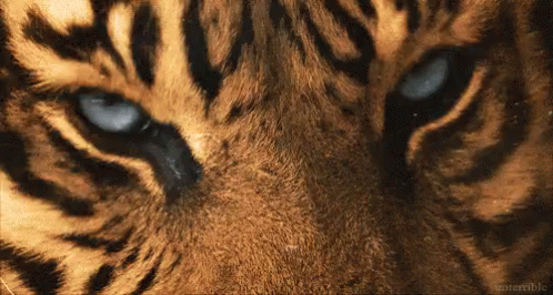 Tiger Gif - Gif Abyss