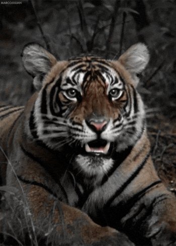 Ferocious Gifs