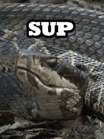 Snake Says Sup: A Slithering Animated Greeting