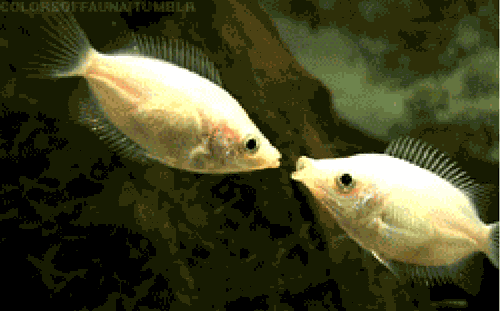 Download Animal Fish Gif