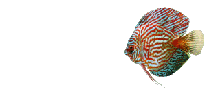 Swimming Fish Gif