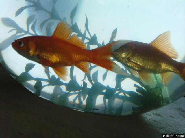Download Animal Fish Gif