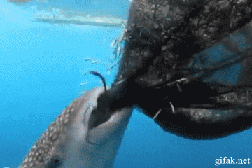 Download Animal Fish Gif